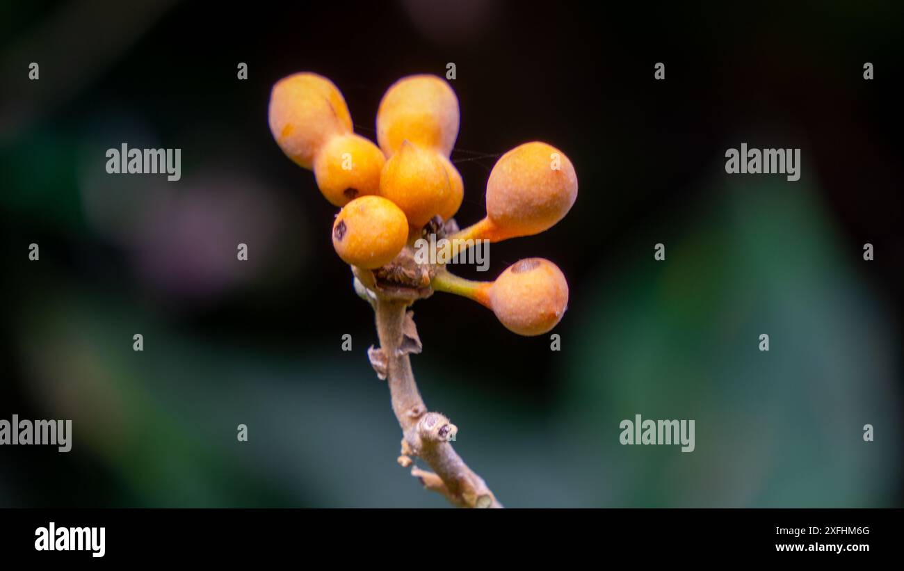 Uvaria rufa (susung kalabaw, Carabao teats, Torres Strait scrambler ...