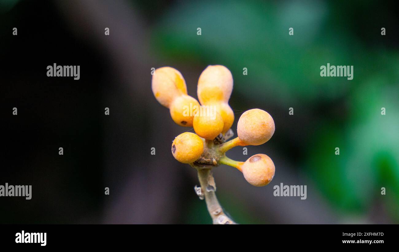 Uvaria rufa (susung kalabaw, Carabao teats, Torres Strait scrambler ...