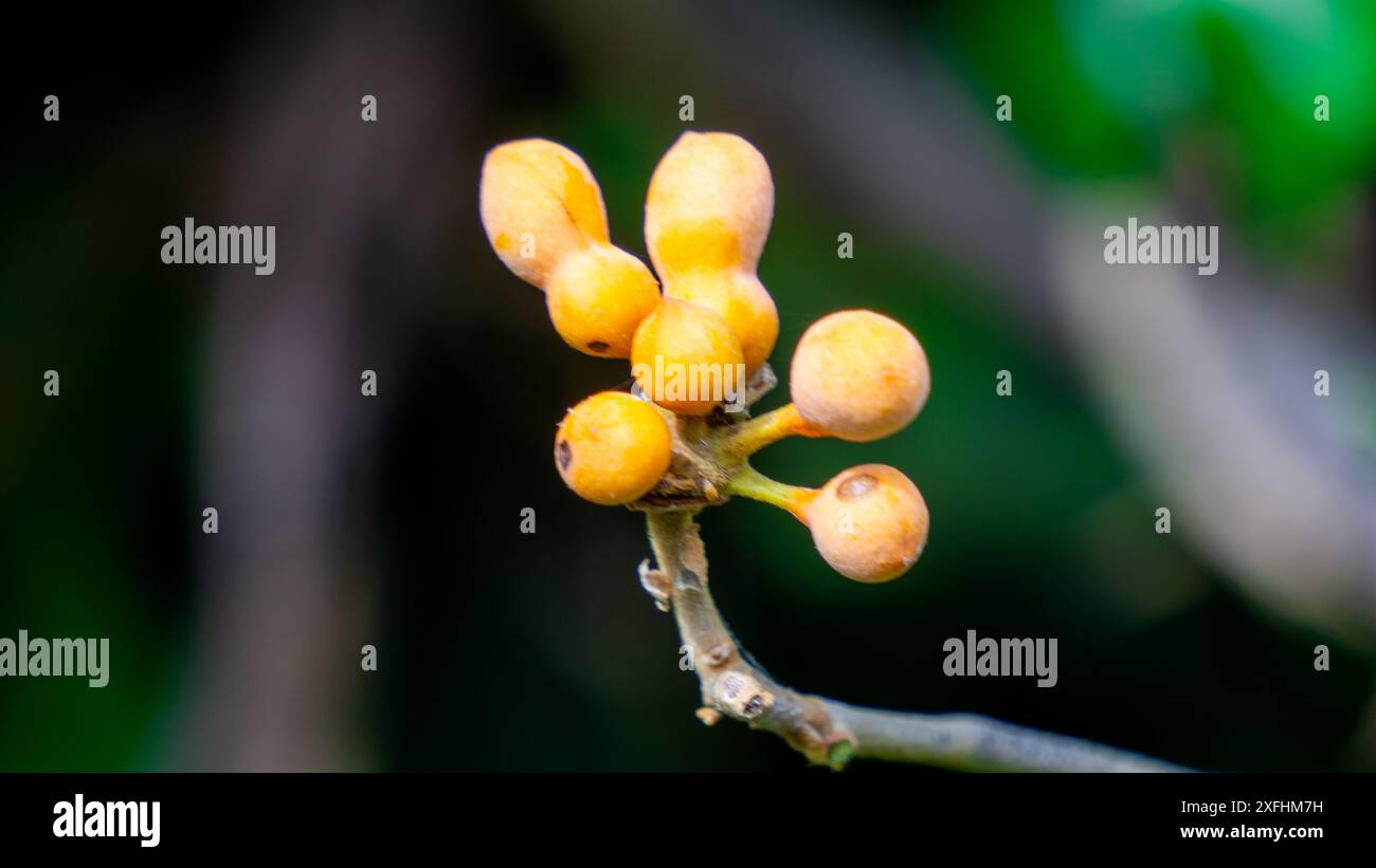 Uvaria rufa (susung kalabaw, Carabao teats, Torres Strait scrambler ...