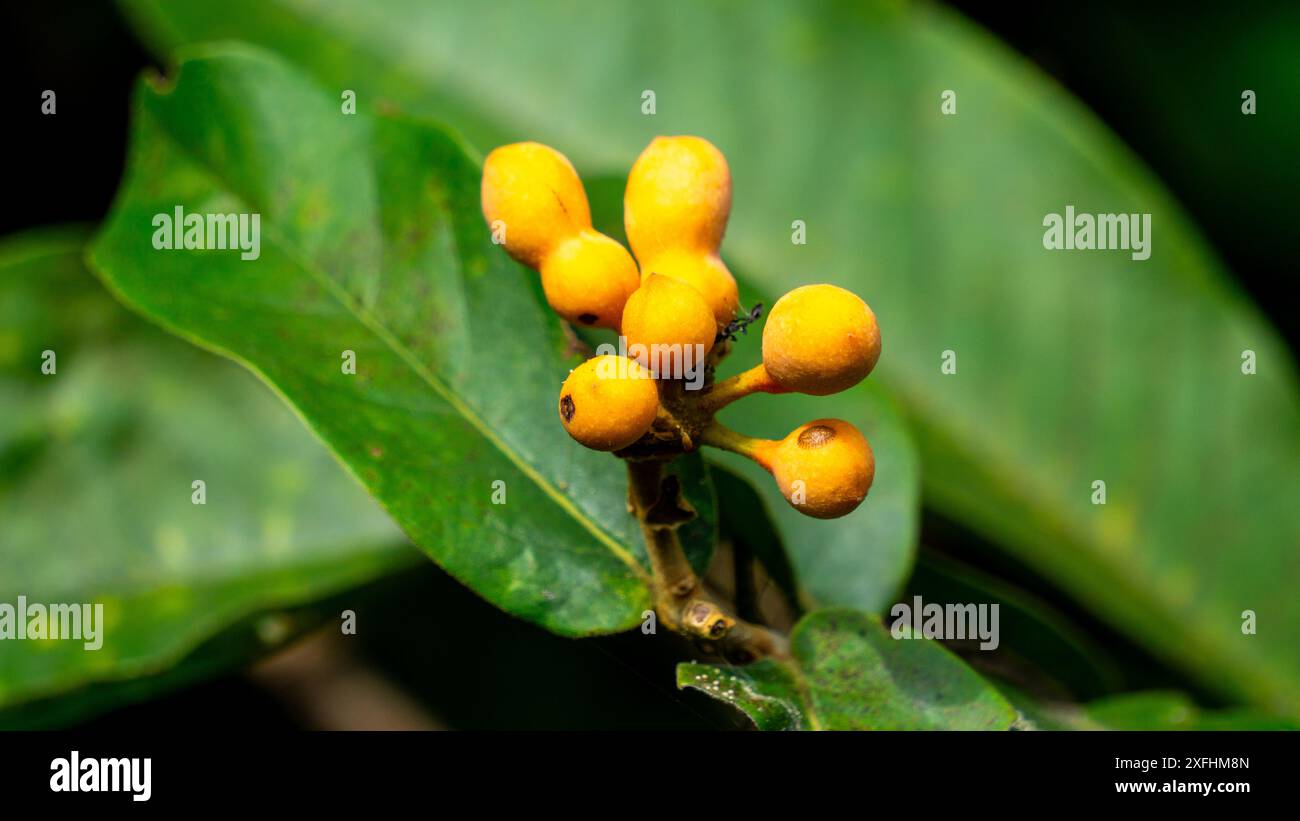 Uvaria rufa (susung kalabaw, Carabao teats, Torres Strait scrambler ...