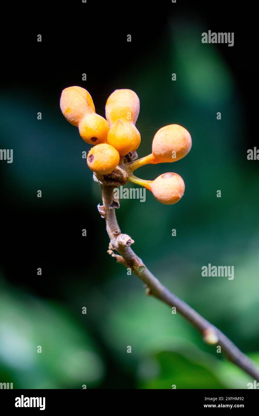 Carabao teats hi-res stock photography and images - Alamy