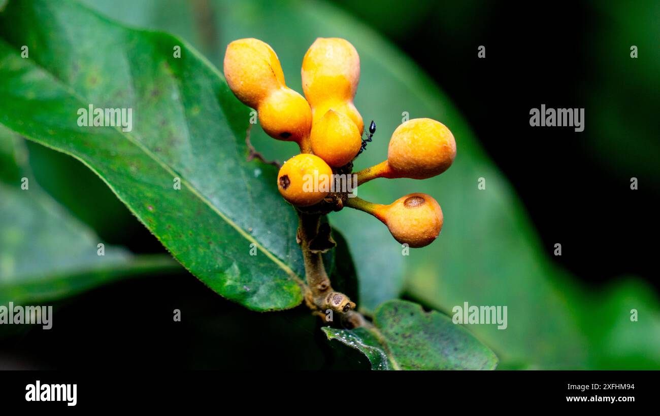 Uvaria rufa (susung kalabaw, Carabao teats, Torres Strait scrambler ...