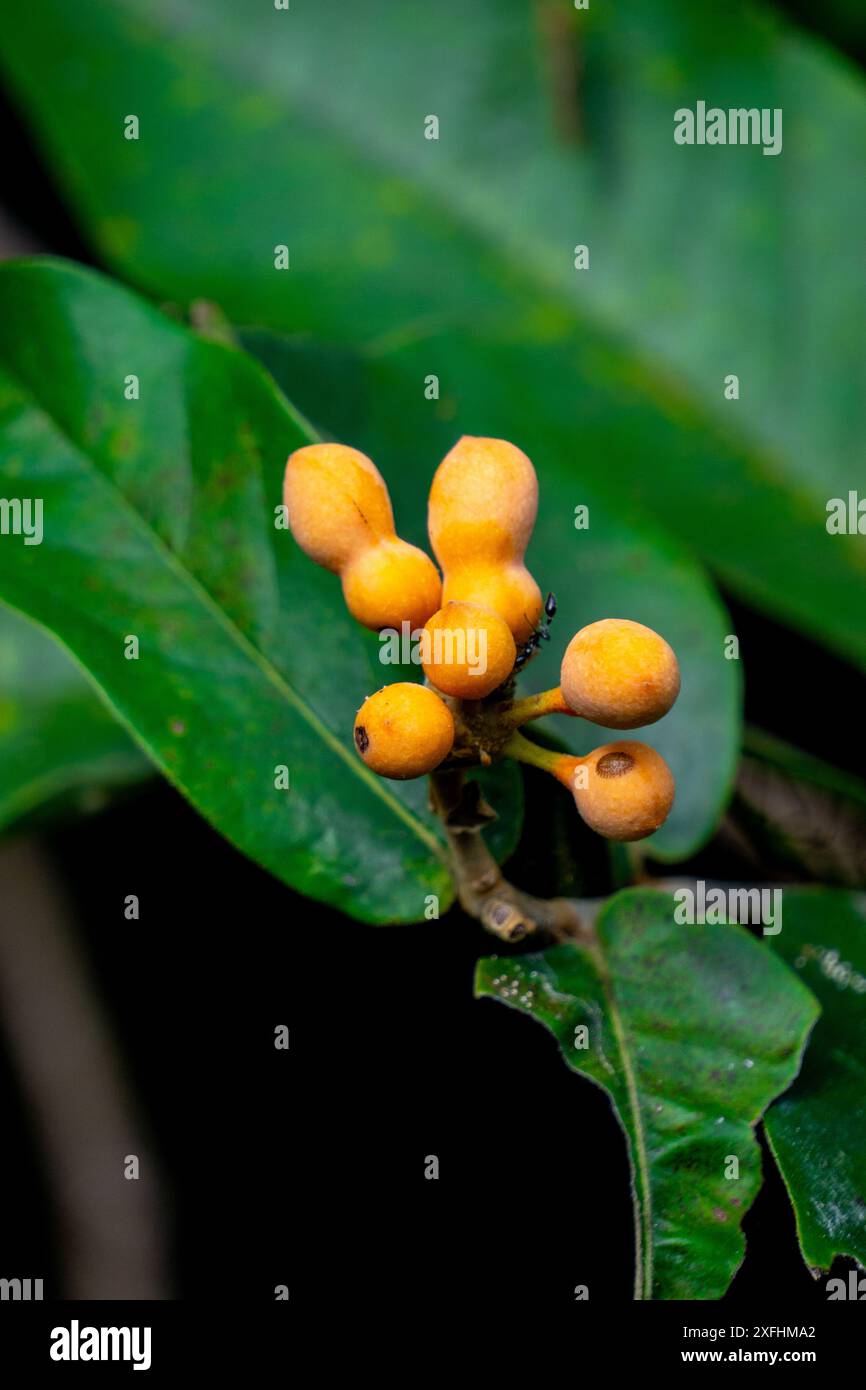 Uvaria rufa (susung kalabaw, Carabao teats, Torres Strait scrambler ...