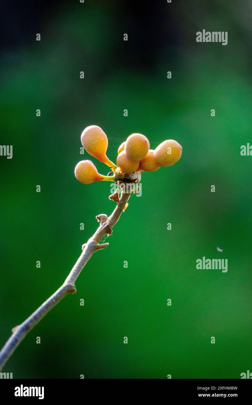 Uvaria rufa (susung kalabaw, Carabao teats, Torres Strait scrambler ...