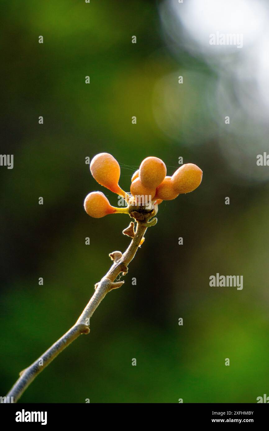 Uvaria rufa (susung kalabaw, Carabao teats, Torres Strait scrambler ...