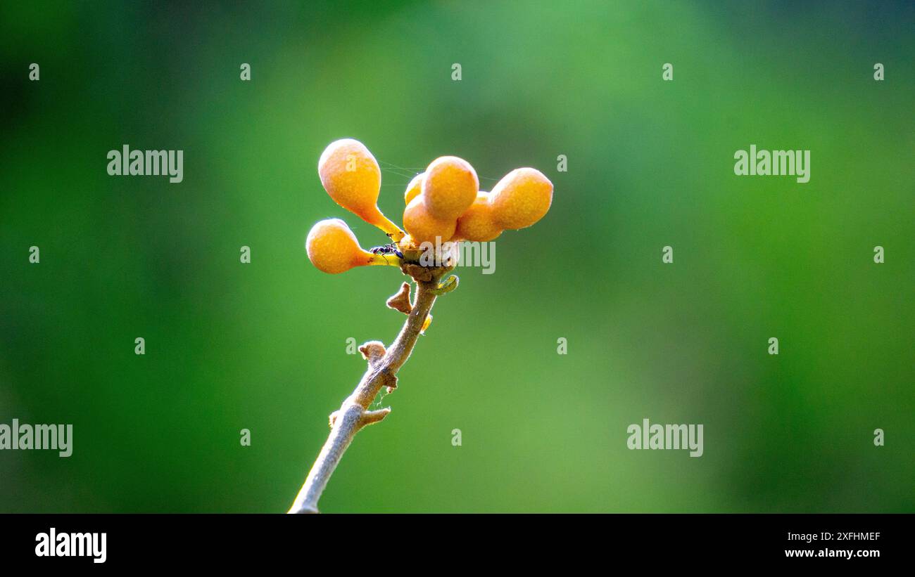 Uvaria rufa (susung kalabaw, Carabao teats, Torres Strait scrambler ...