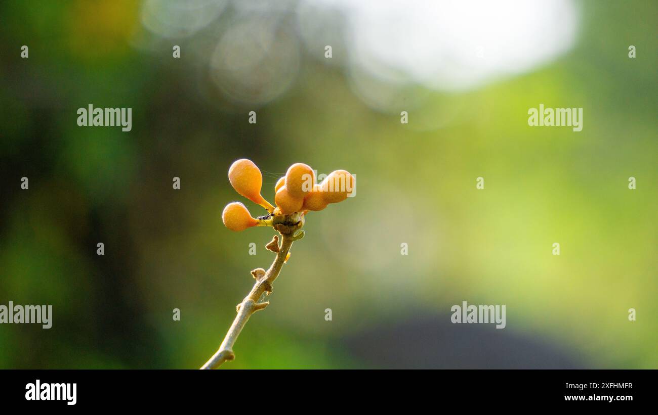Uvaria rufa (susung kalabaw, Carabao teats, Torres Strait scrambler ...