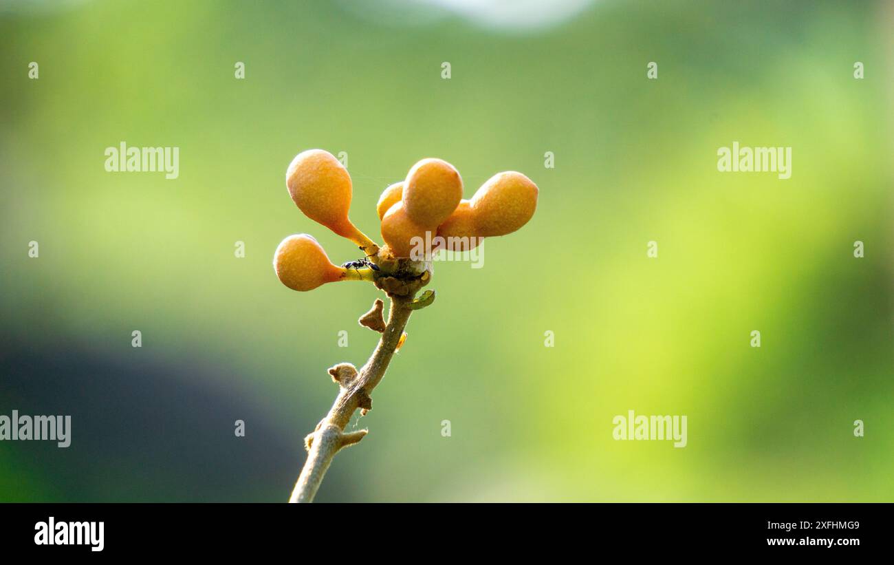 Uvaria rufa (susung kalabaw, Carabao teats, Torres Strait scrambler ...