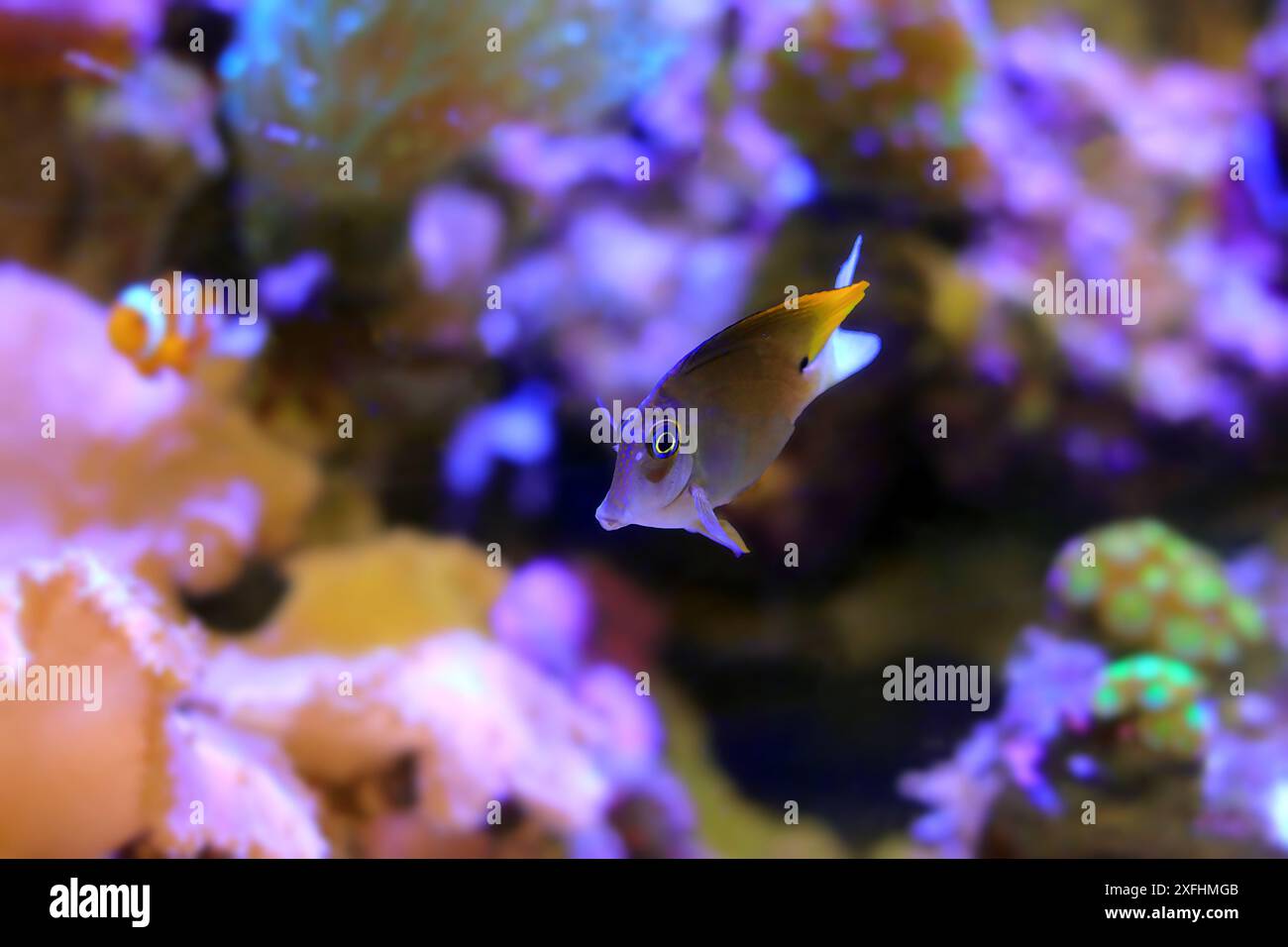 Tomini surgeonfish aka Tomini tang fish - Ctenochaetus tominiensis ...