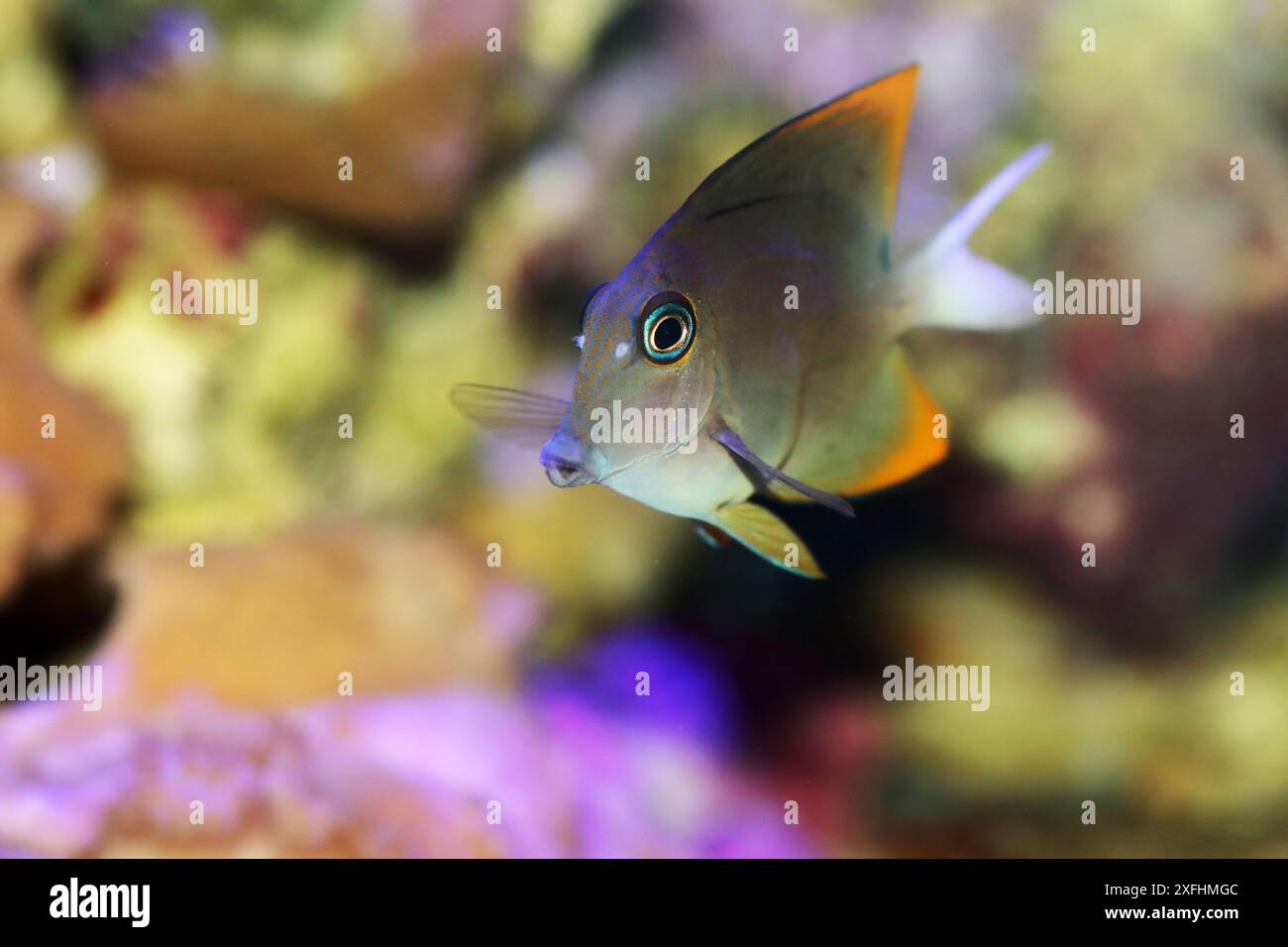 Tomini surgeonfish aka Tomini tang fish - Ctenochaetus tominiensis ...