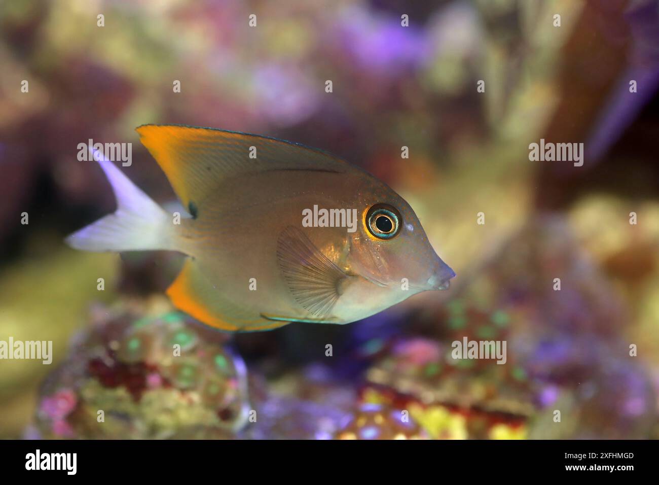 Tomini surgeonfish aka Tomini tang fish - Ctenochaetus tominiensis ...