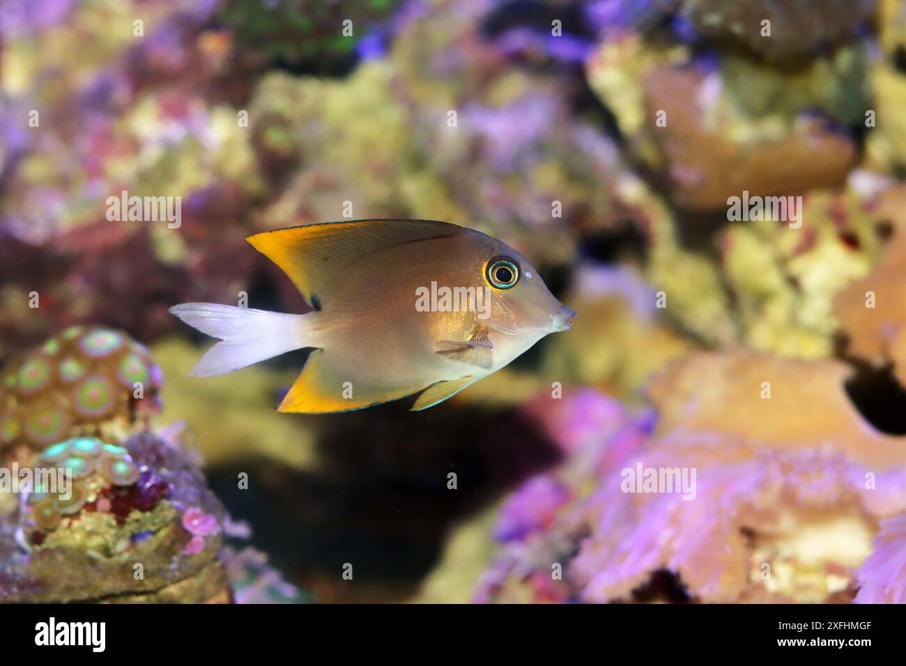 Tomini surgeonfish aka Tomini tang fish - Ctenochaetus tominiensis ...