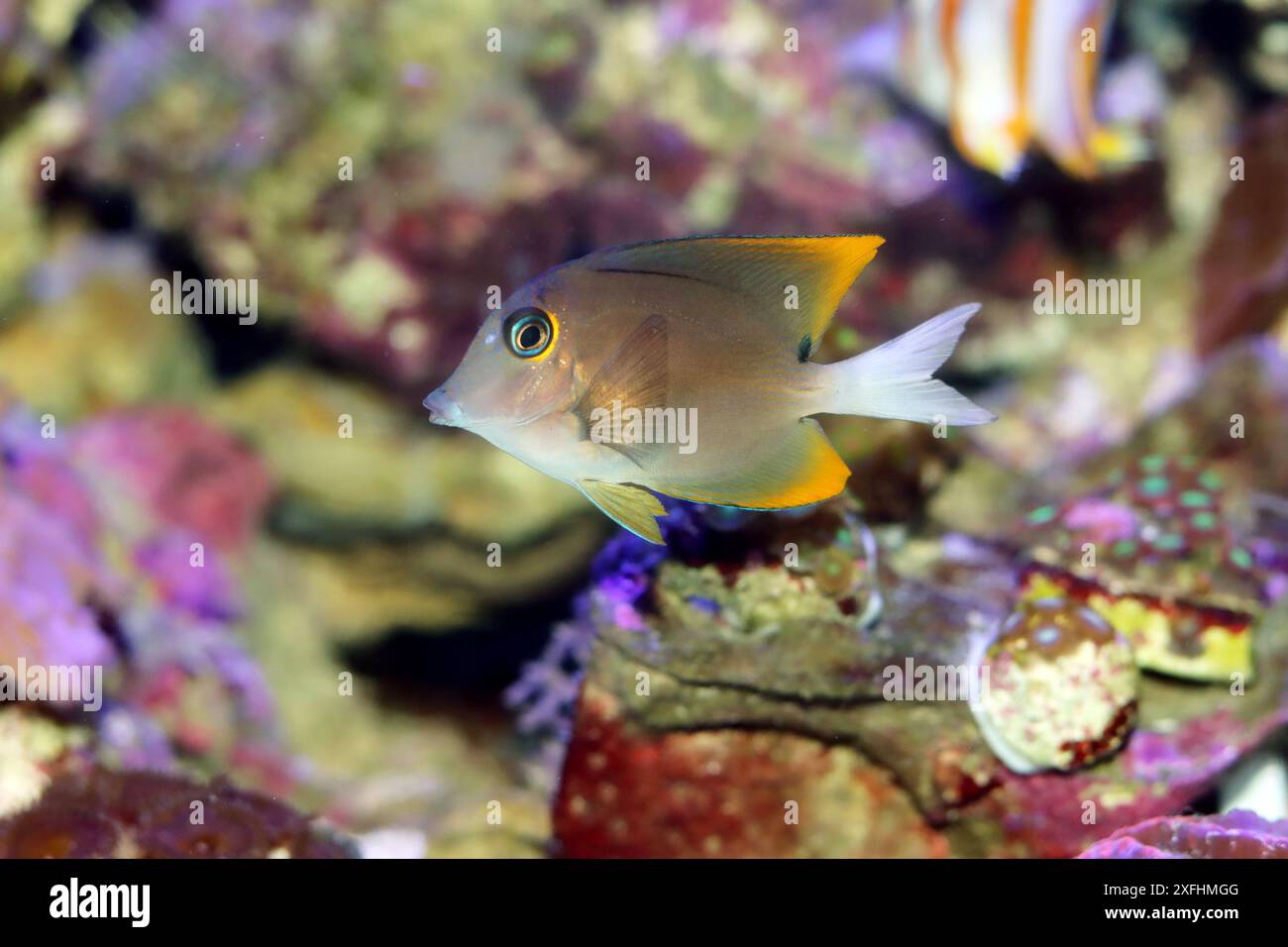 Pelvic fin hi-res stock photography and images - Alamy