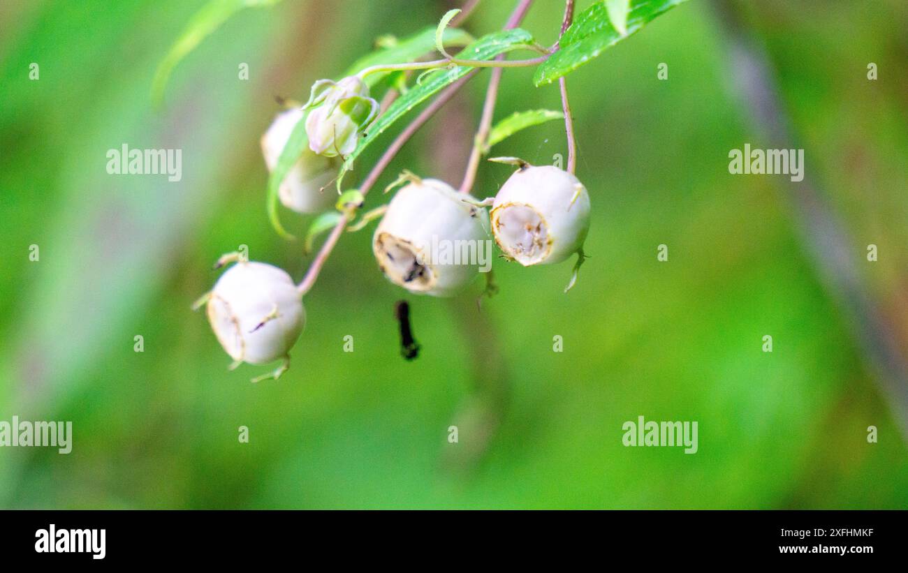 Vaccinium corymbosum (northern highbush blueberry, blue huckleberry ...