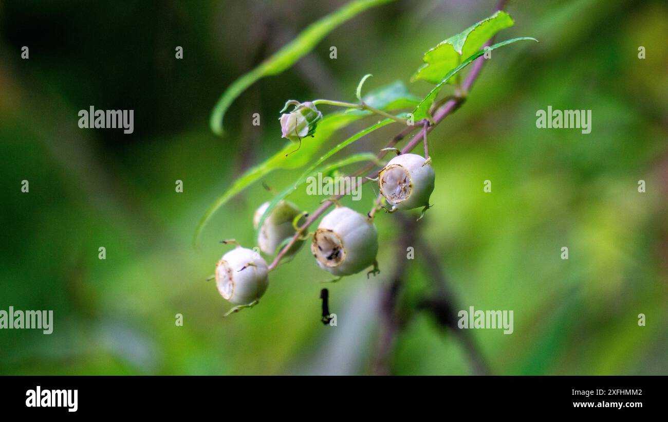 Vaccinium corymbosum (northern highbush blueberry, blue huckleberry ...