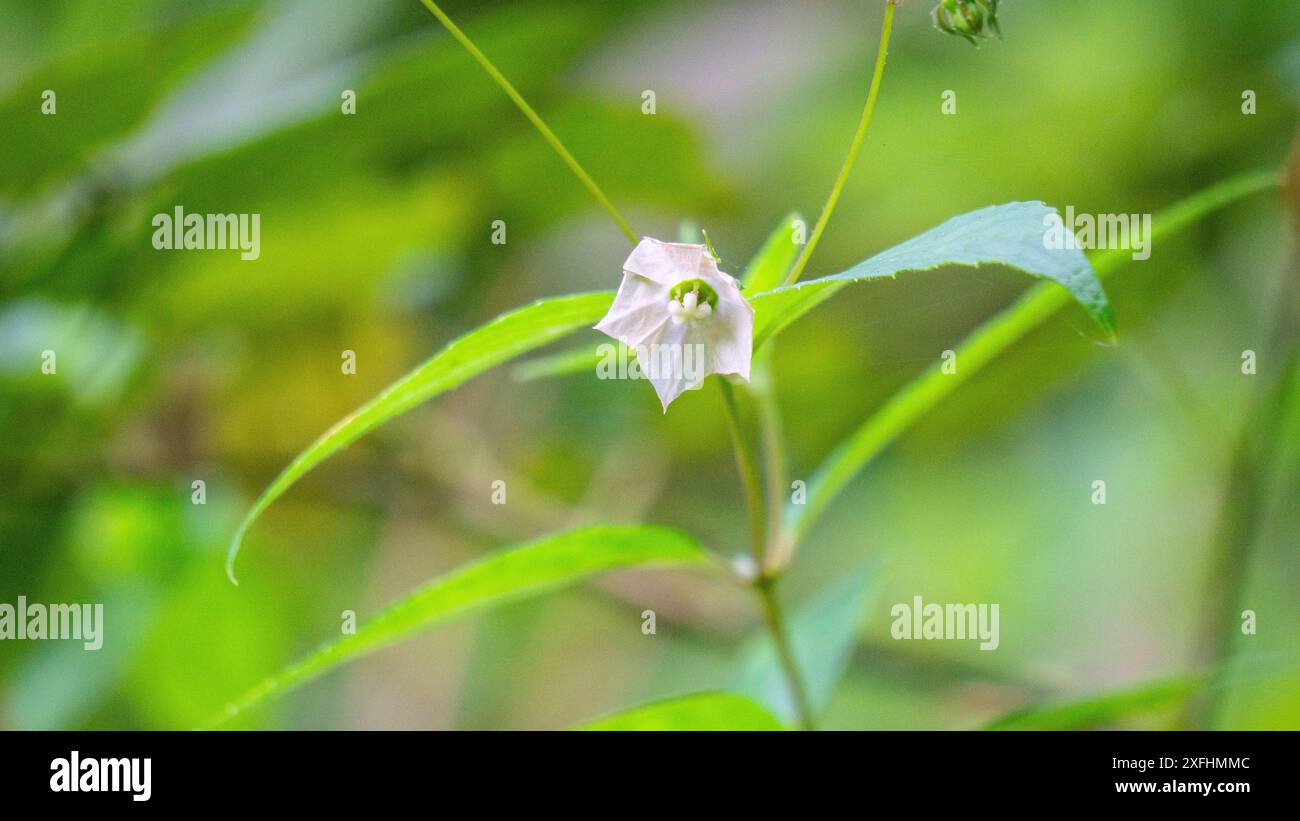 Vaccinium corymbosum (northern highbush blueberry, blue huckleberry ...