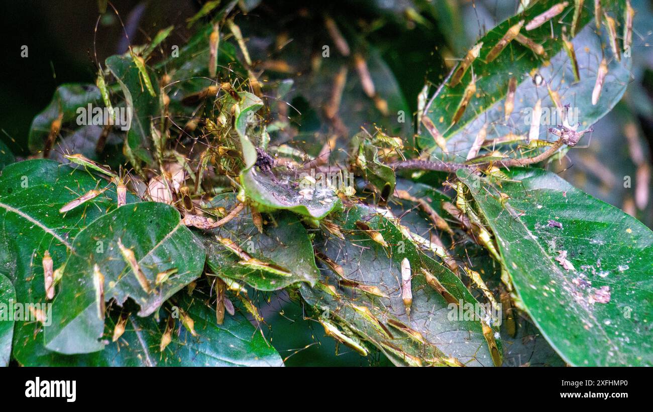 Leptocorisa oratorius (Walang sangit, Leptocorisa bengalensis ...