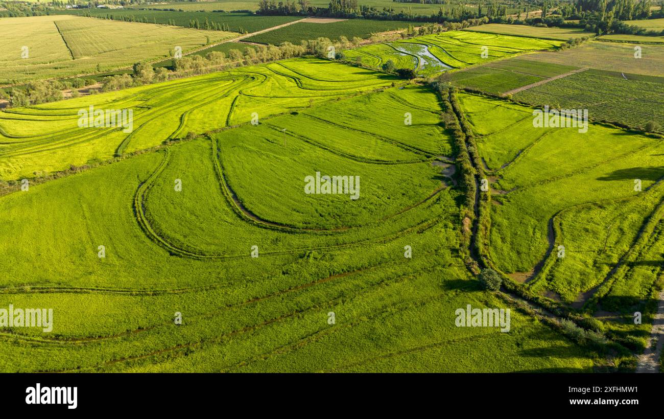 Aerial view of green rice field. Drone shot frome above Stock Photo - Alamy