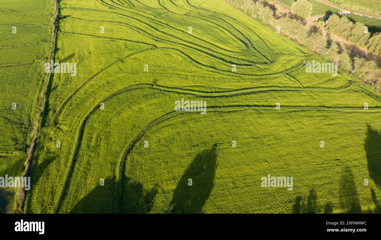 Aerial view of green rice field. Drone shot frome above Stock Photo - Alamy