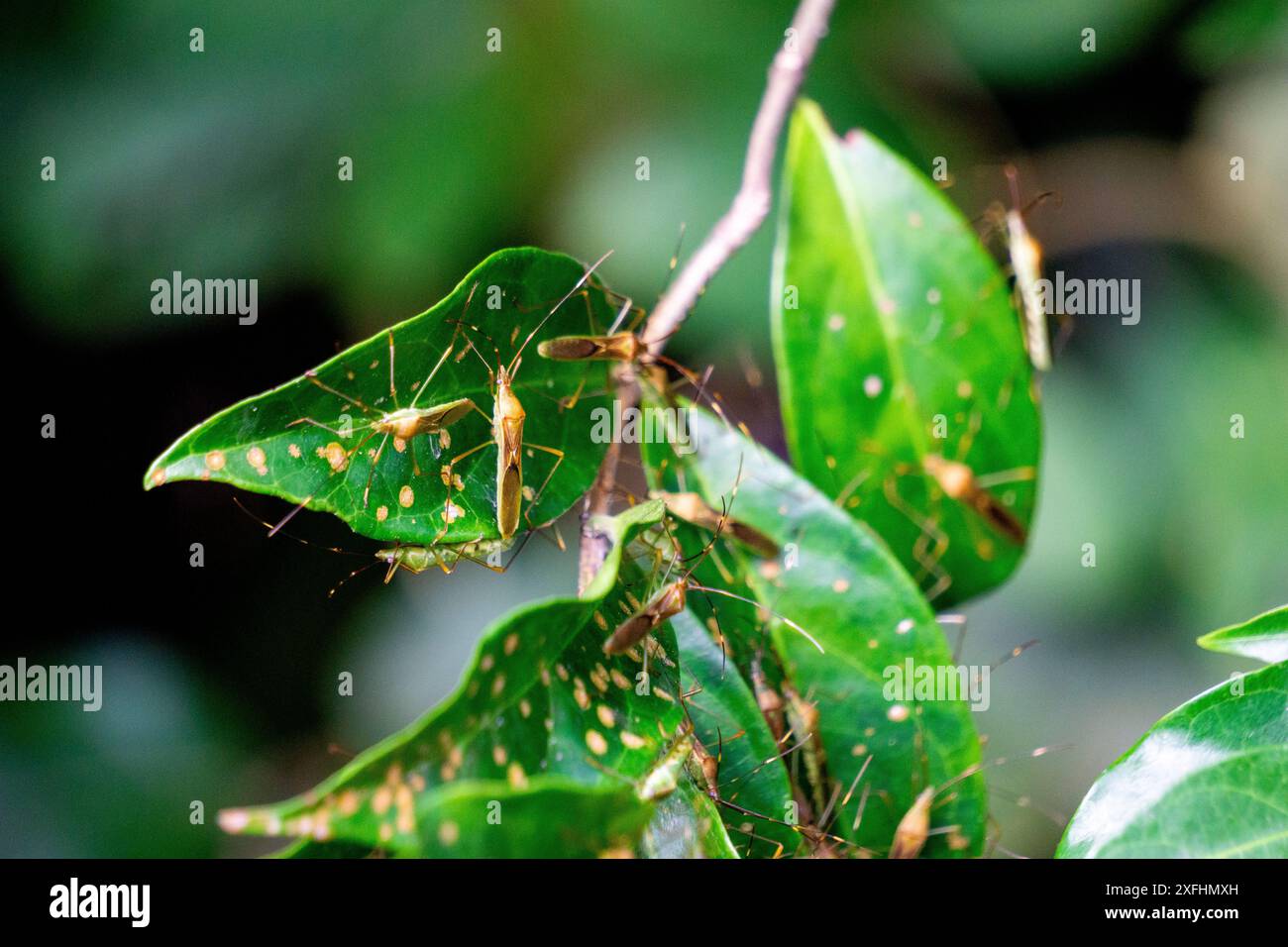 Leptocorisa oratorius (Walang sangit, Leptocorisa bengalensis ...