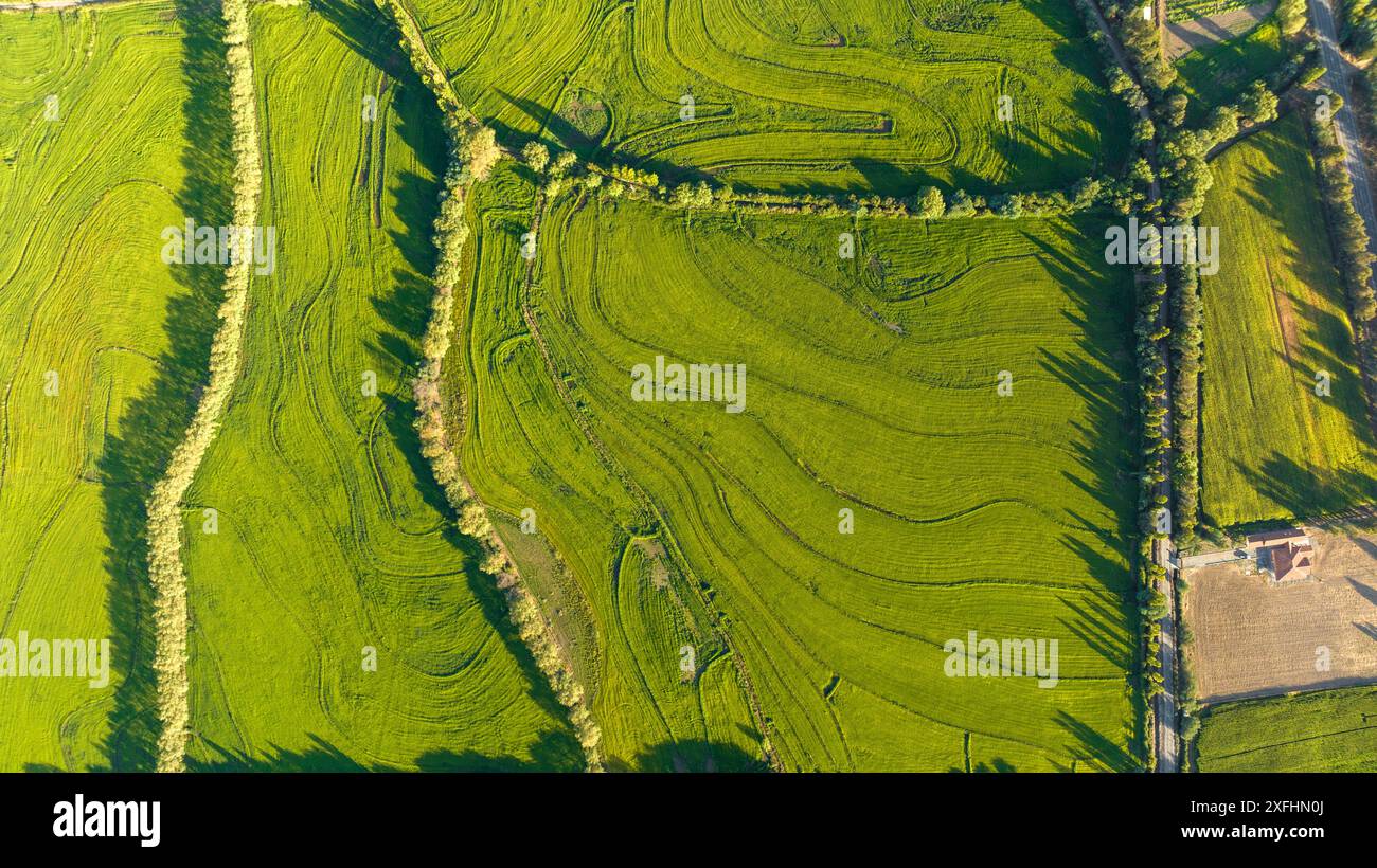 Aerial view of green rice field. Drone shot frome above Stock Photo - Alamy