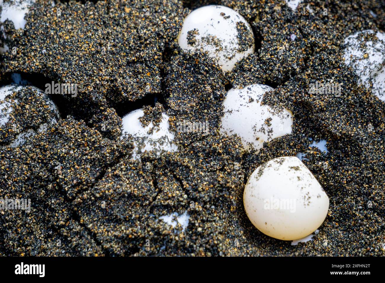 Turtle nest hatching eggs hi-res stock photography and images - Alamy
