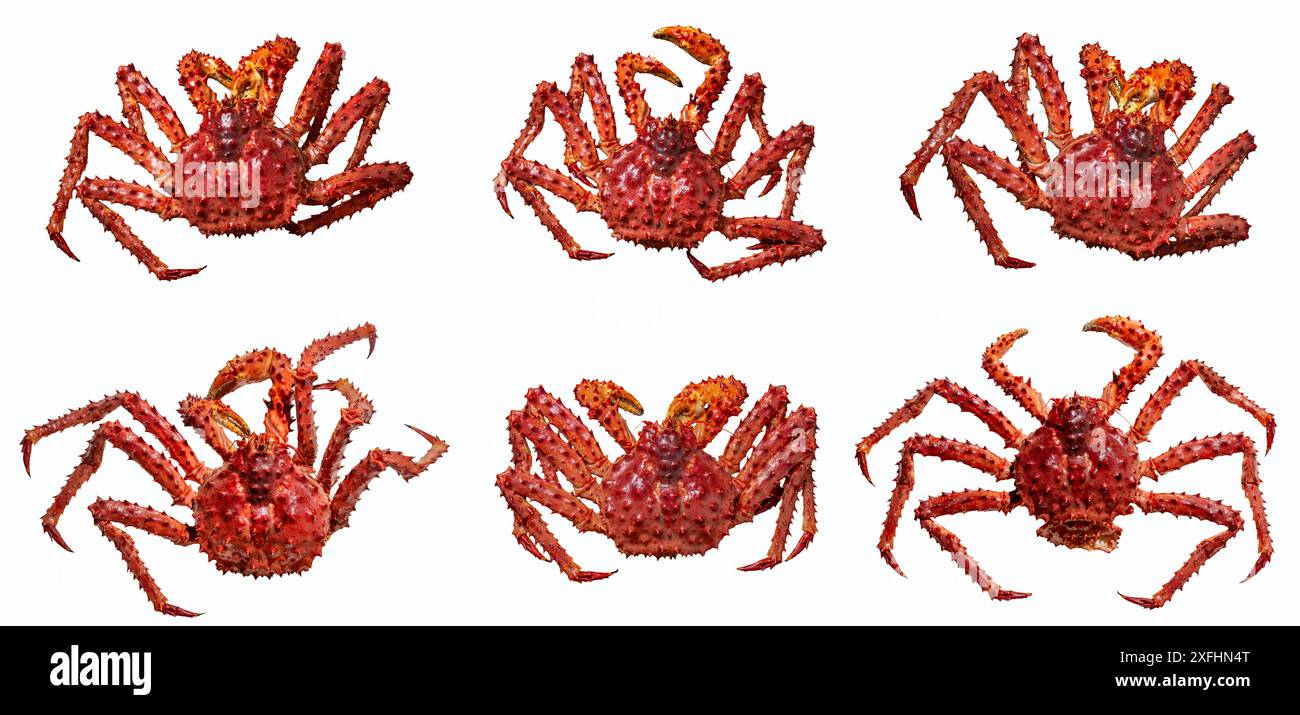 Set of six king Alaskian crab isolated on a white background, top view ...