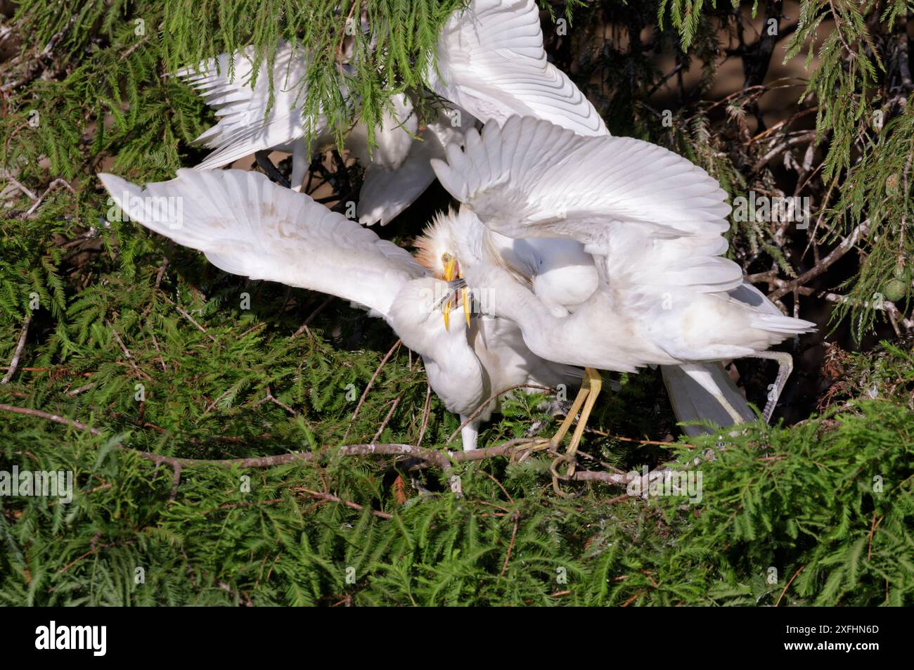 Cattle egret (Ardea [Bubulcus] ibis) feeding older chicks in a tree ...