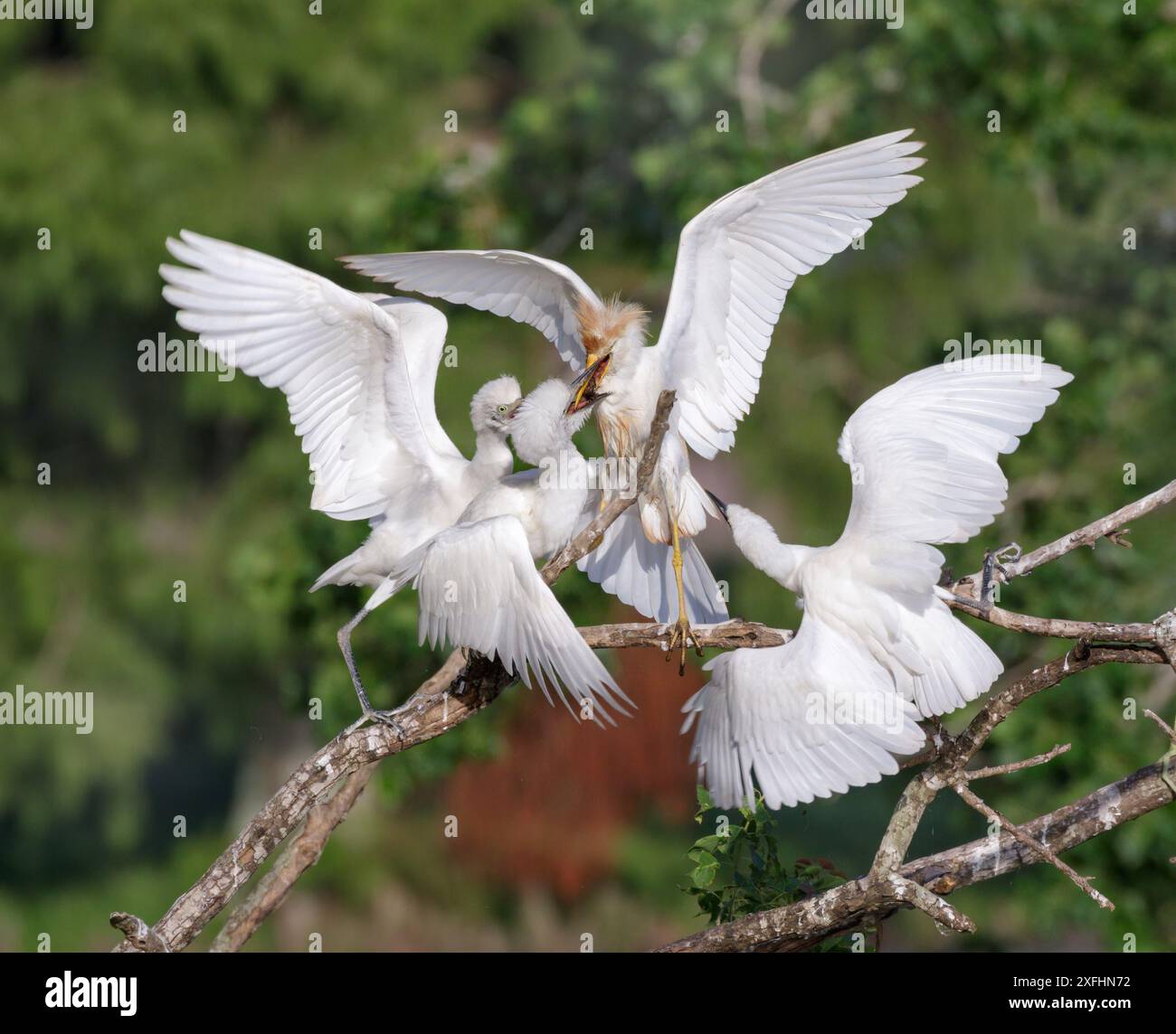Cattle egret (Ardea [Bubulcus] ibis) feeding older chicks in a tree ...