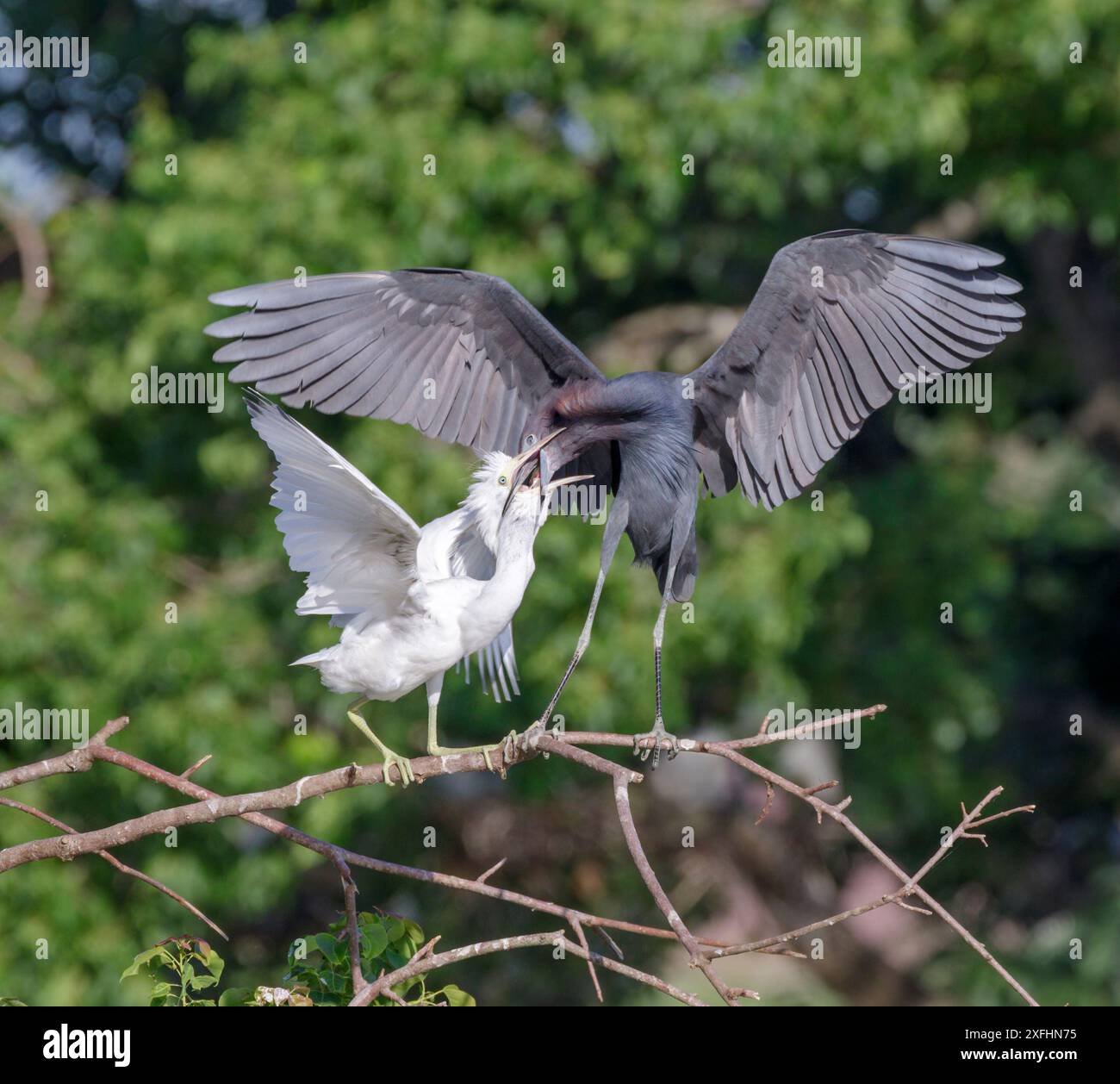 Little blue heron (Egretta caerulea) feeding its white chick in a tree ...