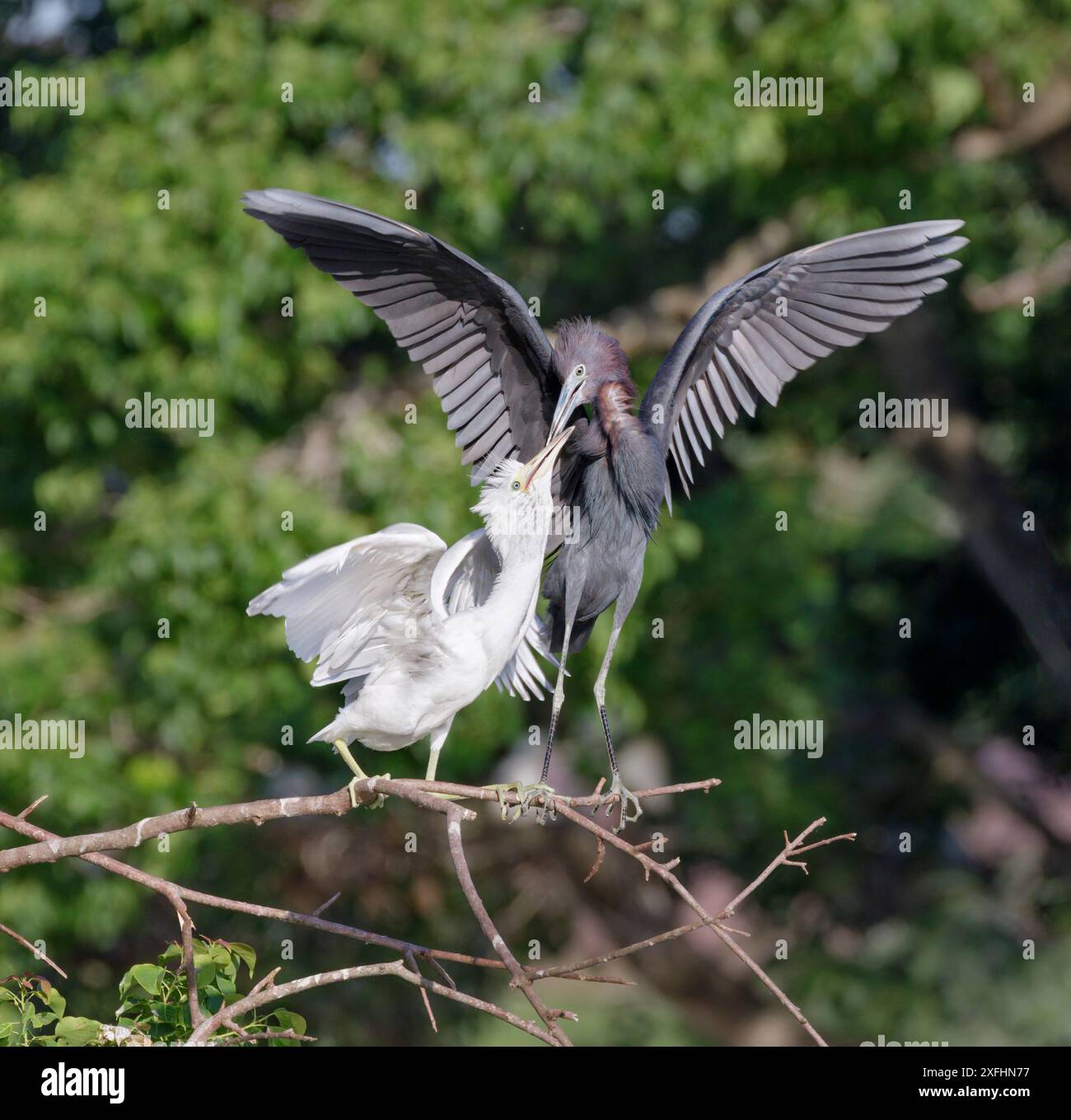 Little blue heron (Egretta caerulea) feeding its white chick in a tree ...