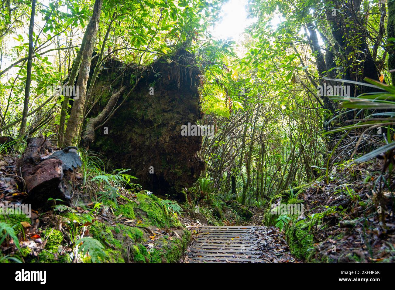 New zealand tree roots hi-res stock photography and images - Alamy
