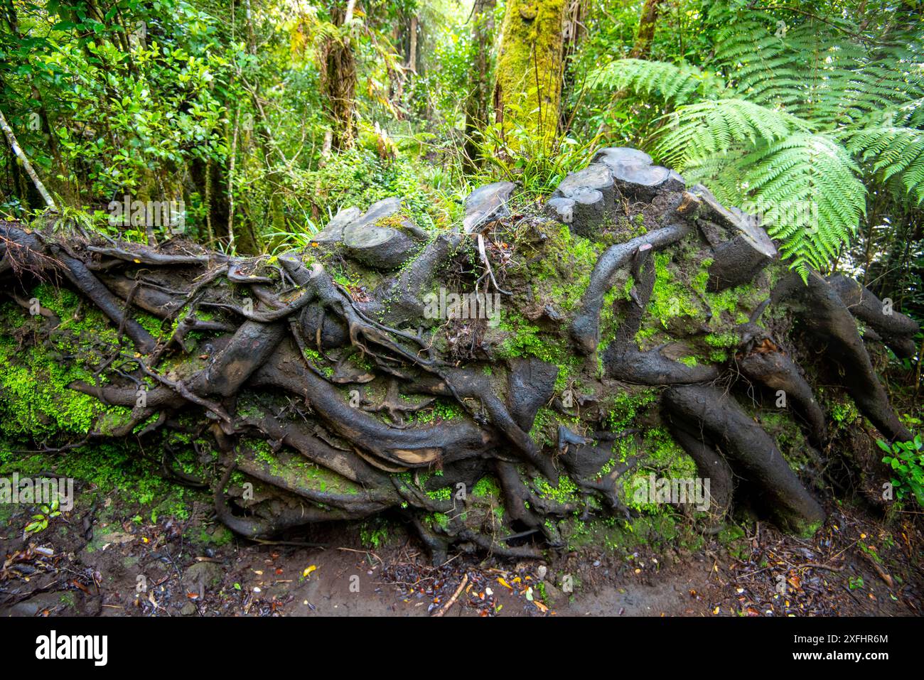 New zealand tree roots hi-res stock photography and images - Alamy