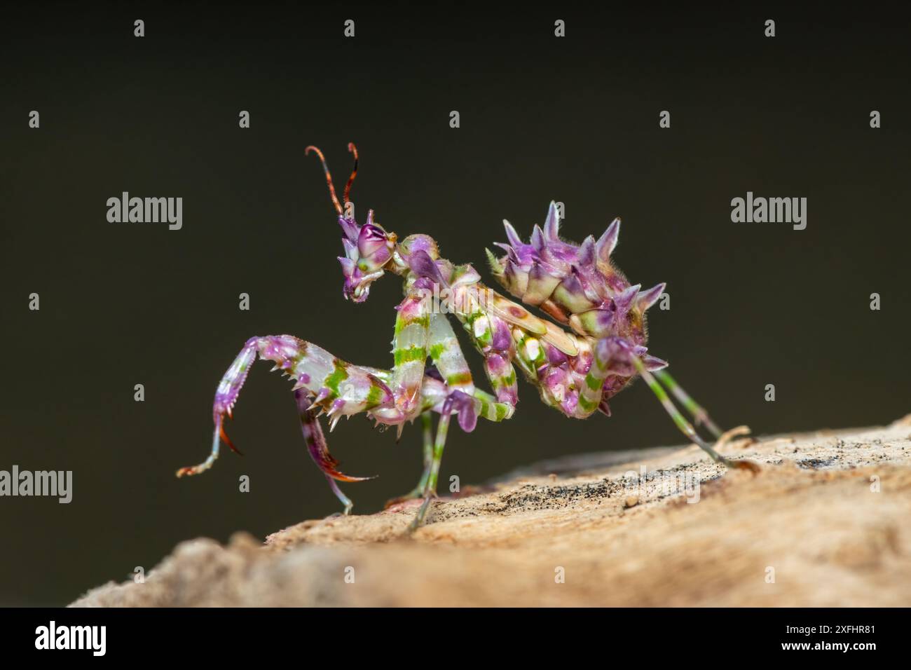 A beautiful juvenile spiny flower mantis (Pseudocreobotra ocellata ...