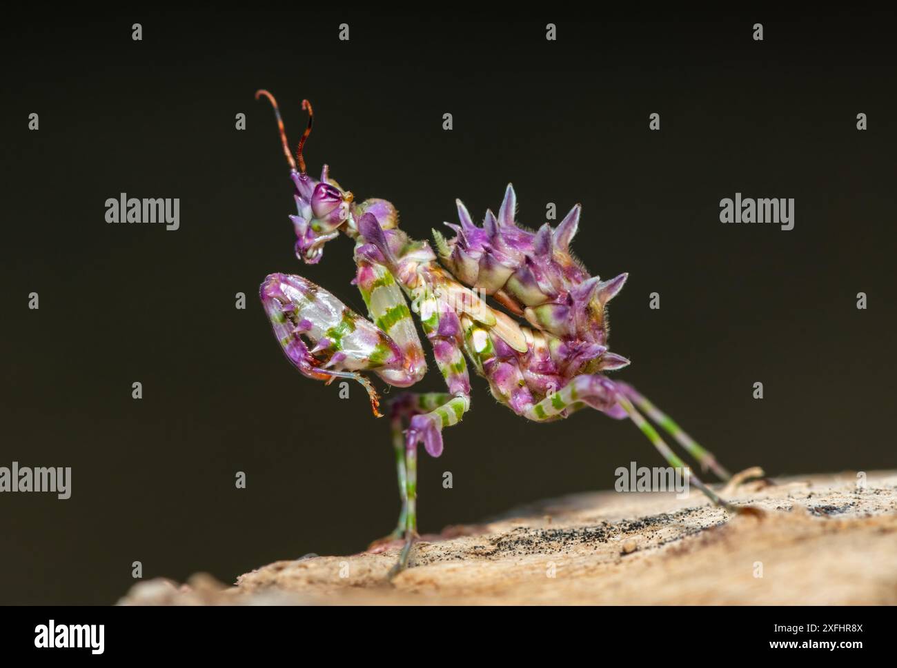 A beautiful juvenile spiny flower mantis (Pseudocreobotra ocellata ...