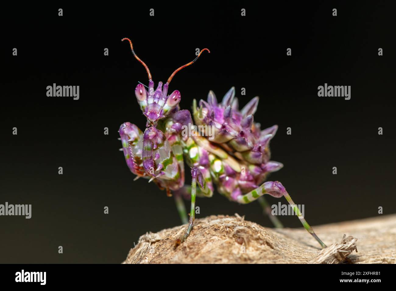 A beautiful juvenile spiny flower mantis (Pseudocreobotra ocellata ...