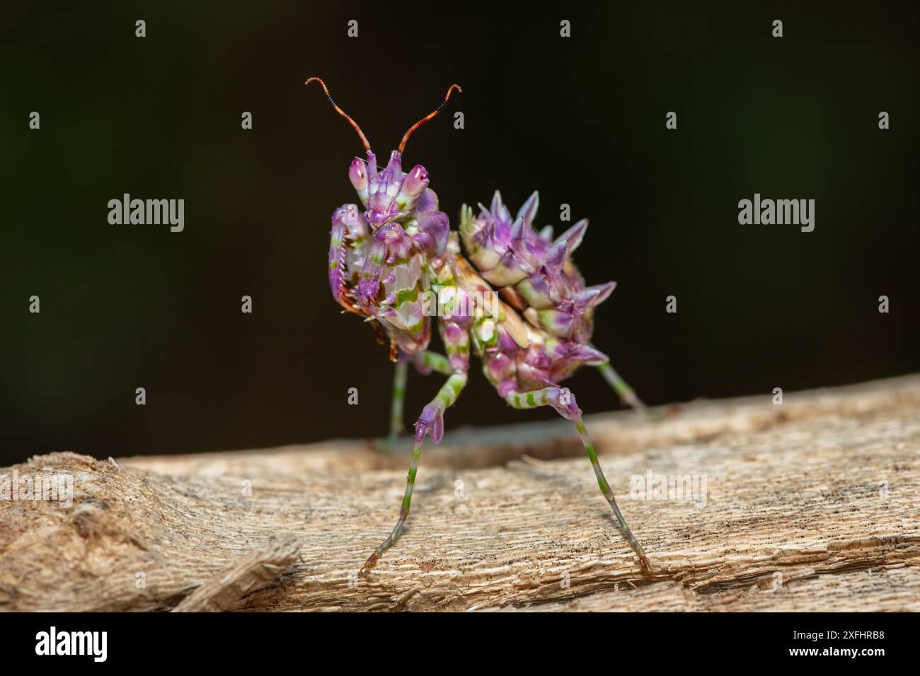 A beautiful juvenile spiny flower mantis (Pseudocreobotra ocellata ...