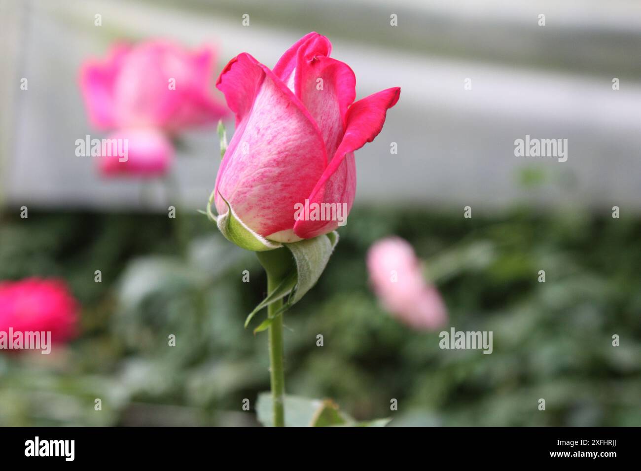 Highland rose hi-res stock photography and images - Alamy