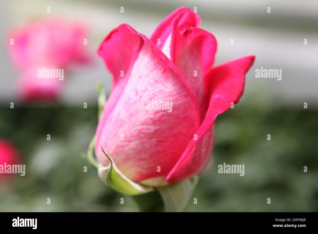 Bunga lima kelopak hi-res stock photography and images - Alamy