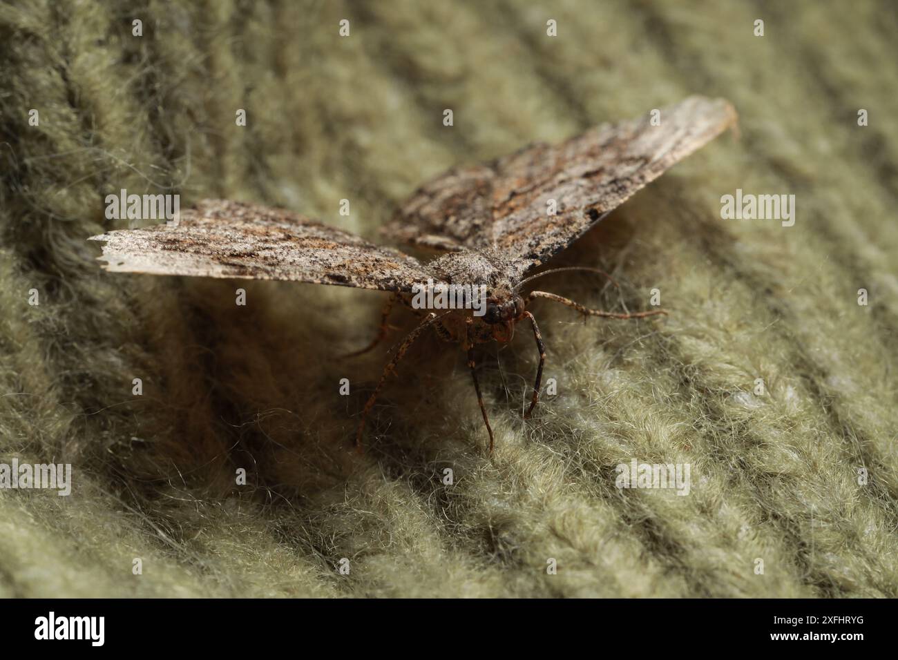 Single Alcis repandata moth on knitted wool sweater, closeup Stock ...