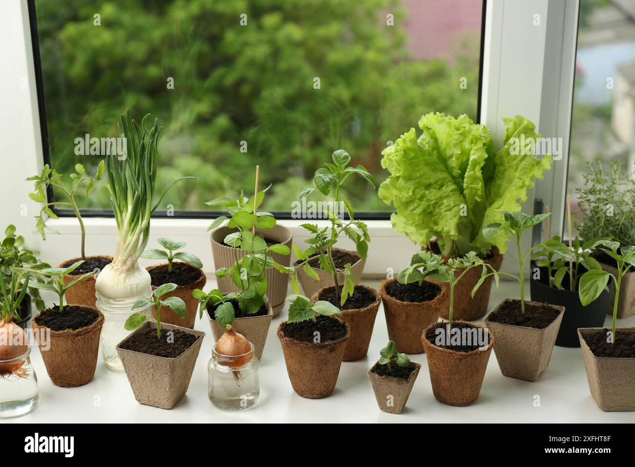 Many different seedlings growing in pots on window sill Stock Photo - Alamy
