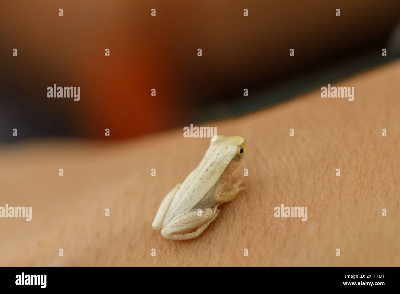 Baby Montevideo tree frog (Boana pulchella) on the back of a human hand ...