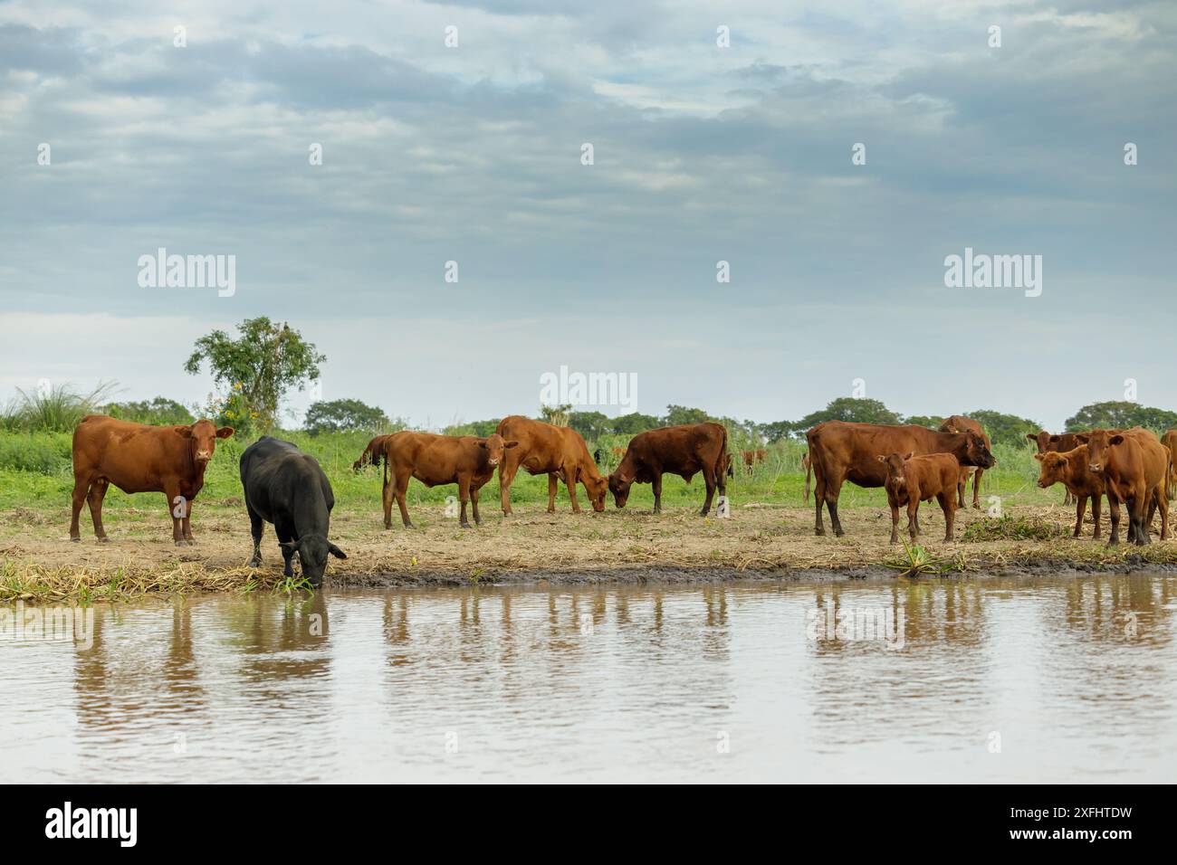 Creole cows hi-res stock photography and images - Alamy