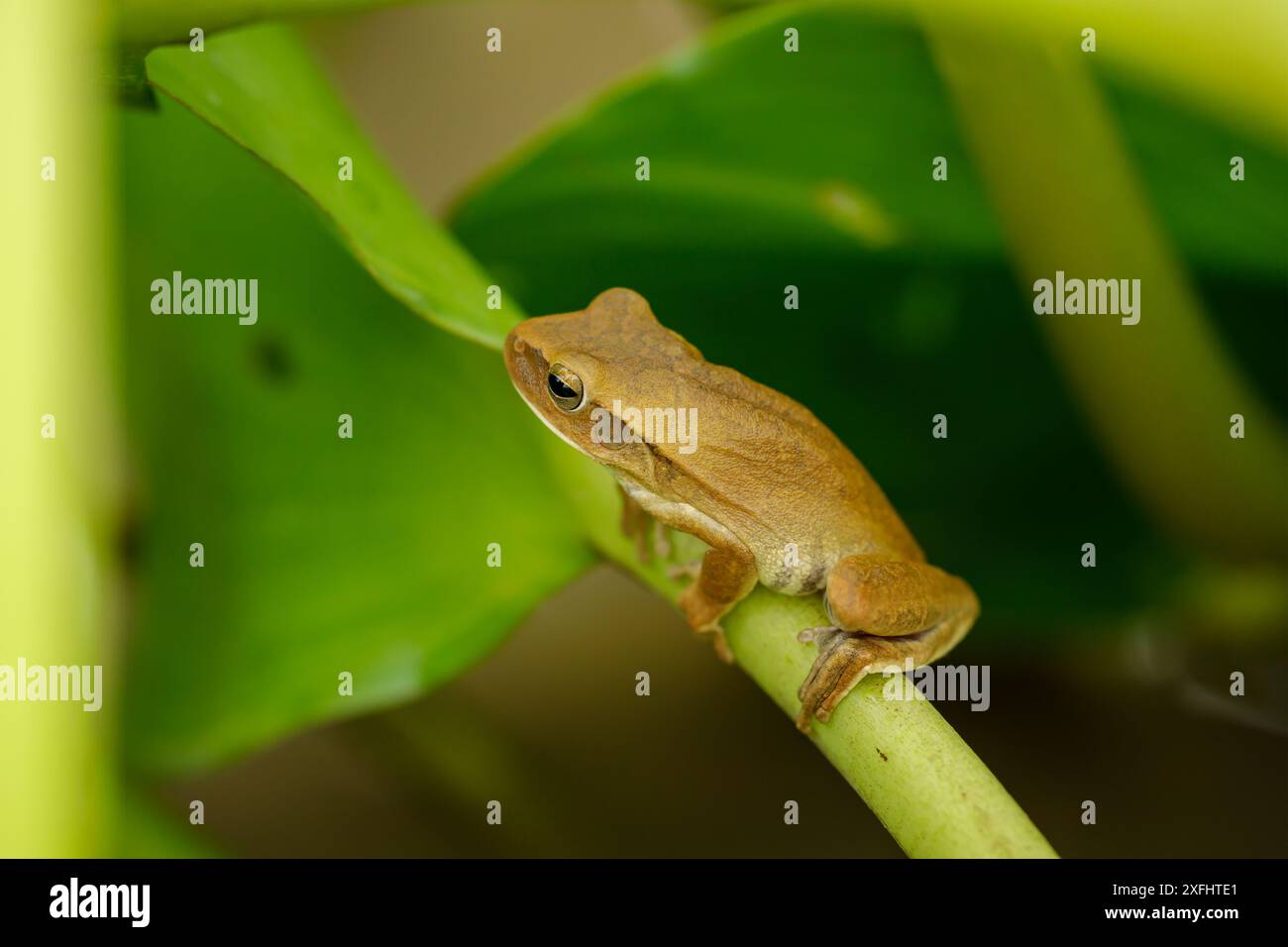 Boana pulchella hi-res stock photography and images - Alamy