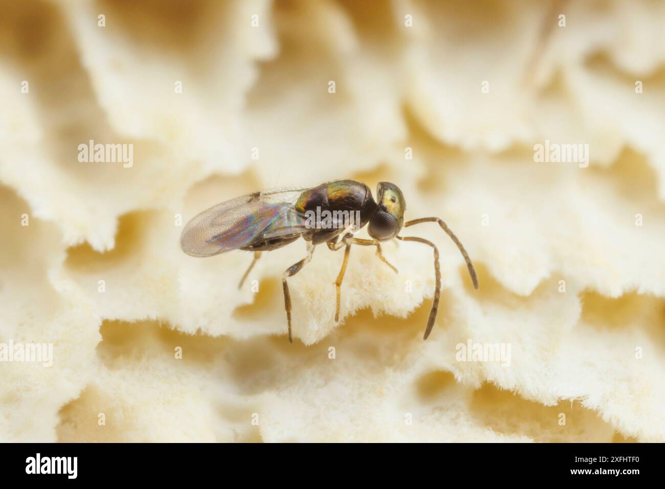 Encyrtid Wasp (Tetracneminae) - Female Stock Photo - Alamy