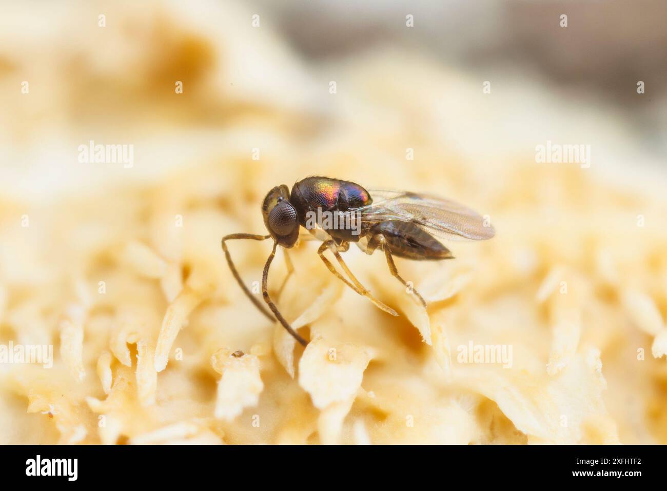 Encyrtid Wasp (Tetracneminae) - Female Stock Photo - Alamy