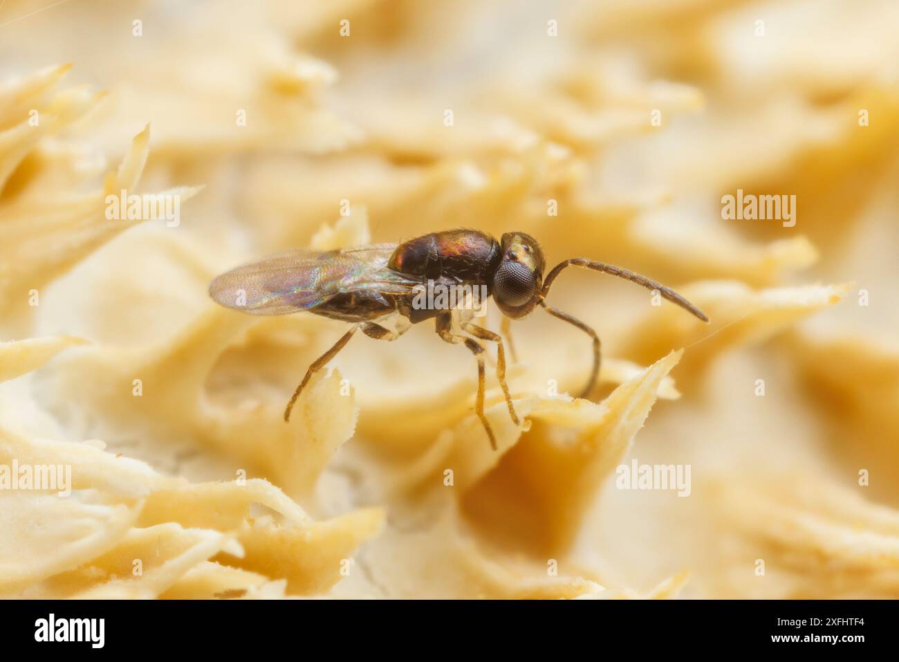 Encyrtid Wasp (Tetracneminae) - Female Stock Photo - Alamy