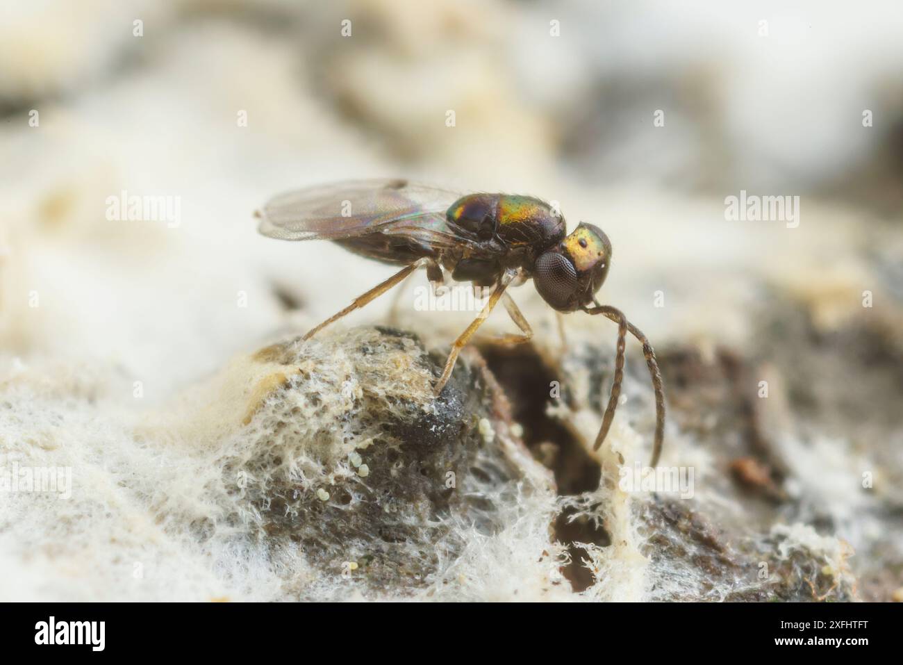 Encyrtid Wasp (Tetracneminae) - Female Stock Photo - Alamy