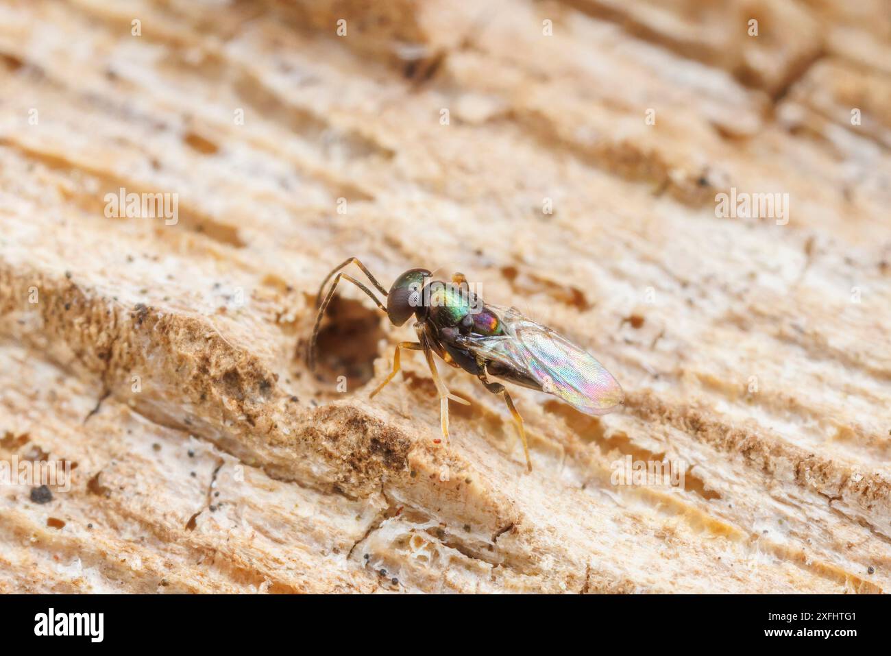 Encyrtid Wasp (Encyrtidae) - Female Stock Photo - Alamy