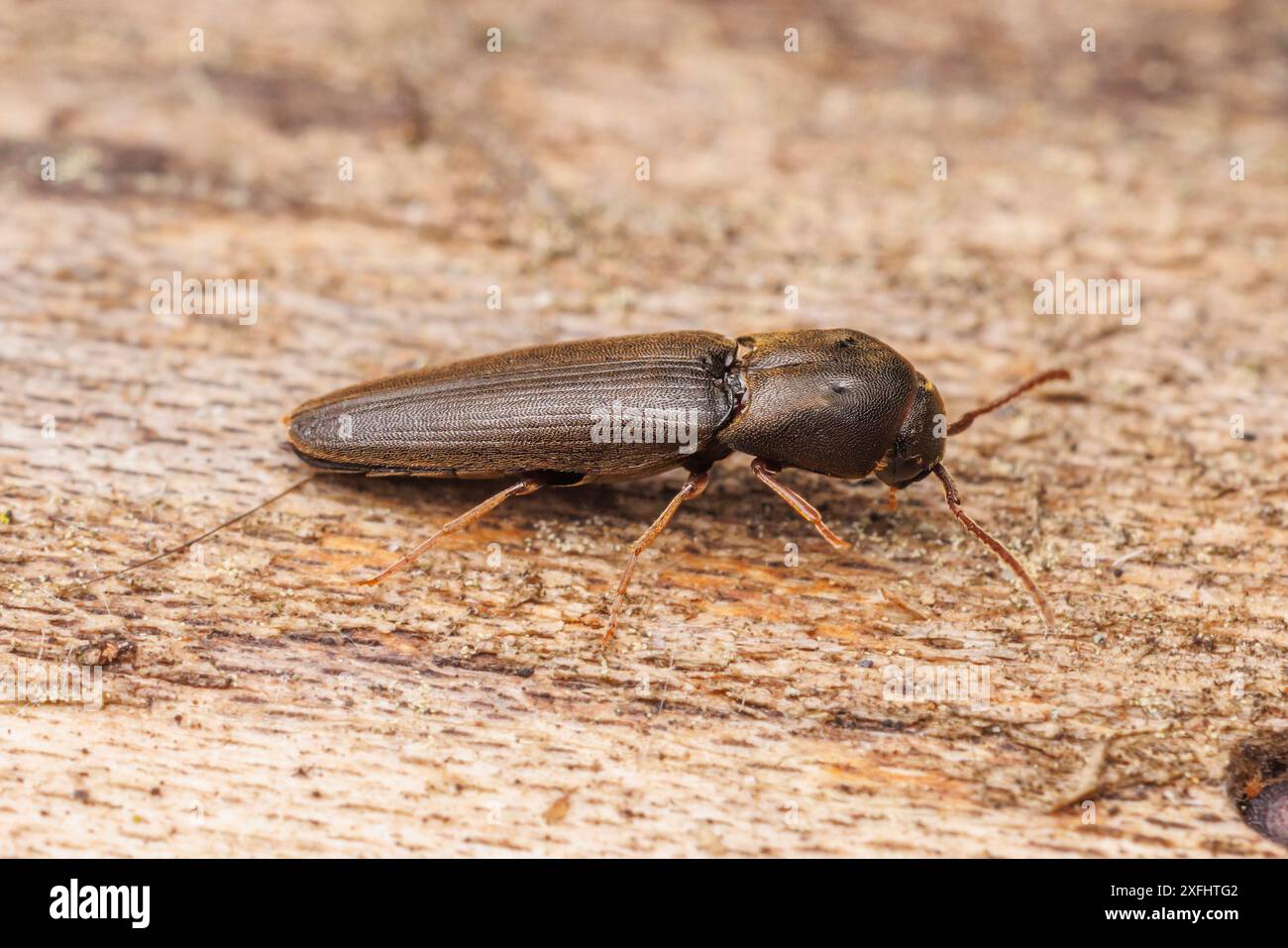 Nematodes atropos hi-res stock photography and images - Alamy